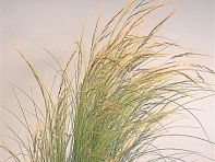 Stipa tenuissima